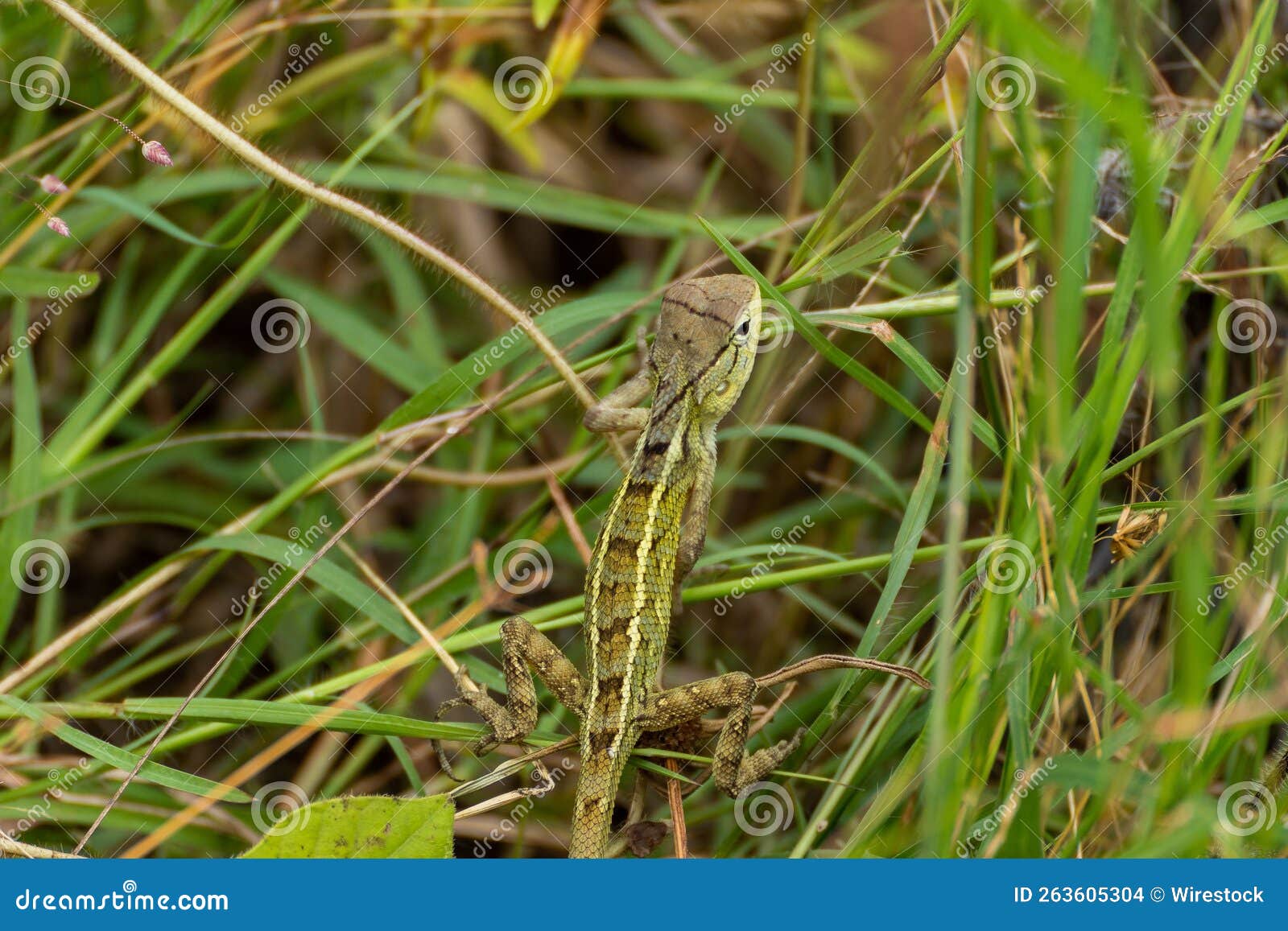 Selective of a Green Garden Lizard in Green Grass Stock Photo - Image ...