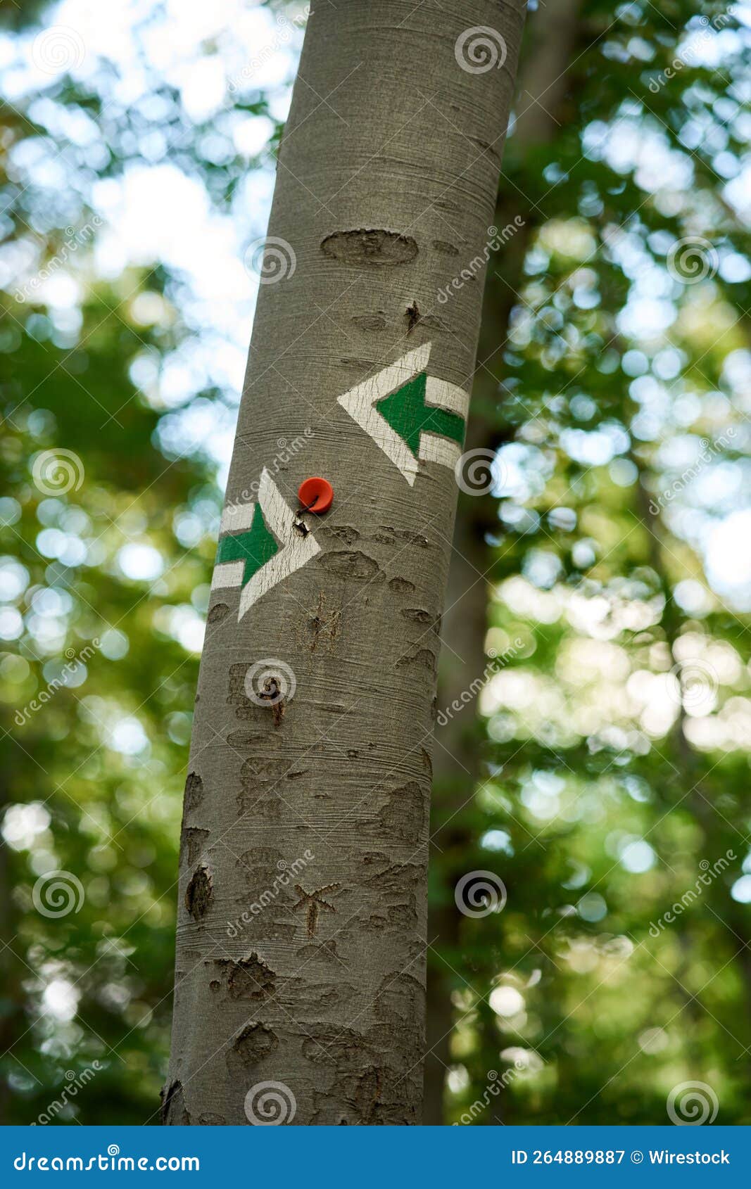 Selective of Green Painted Arrows on the Tree Bark Stock Image - Image ...