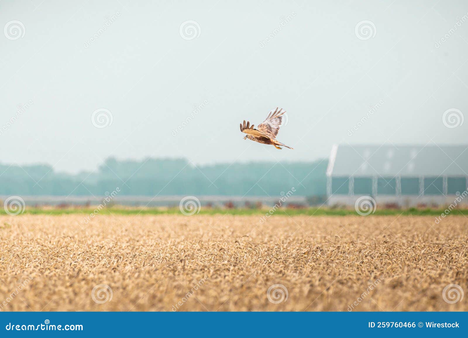 Selective of a Harrier Flying Over the Grain Field in Flevoland, the ...