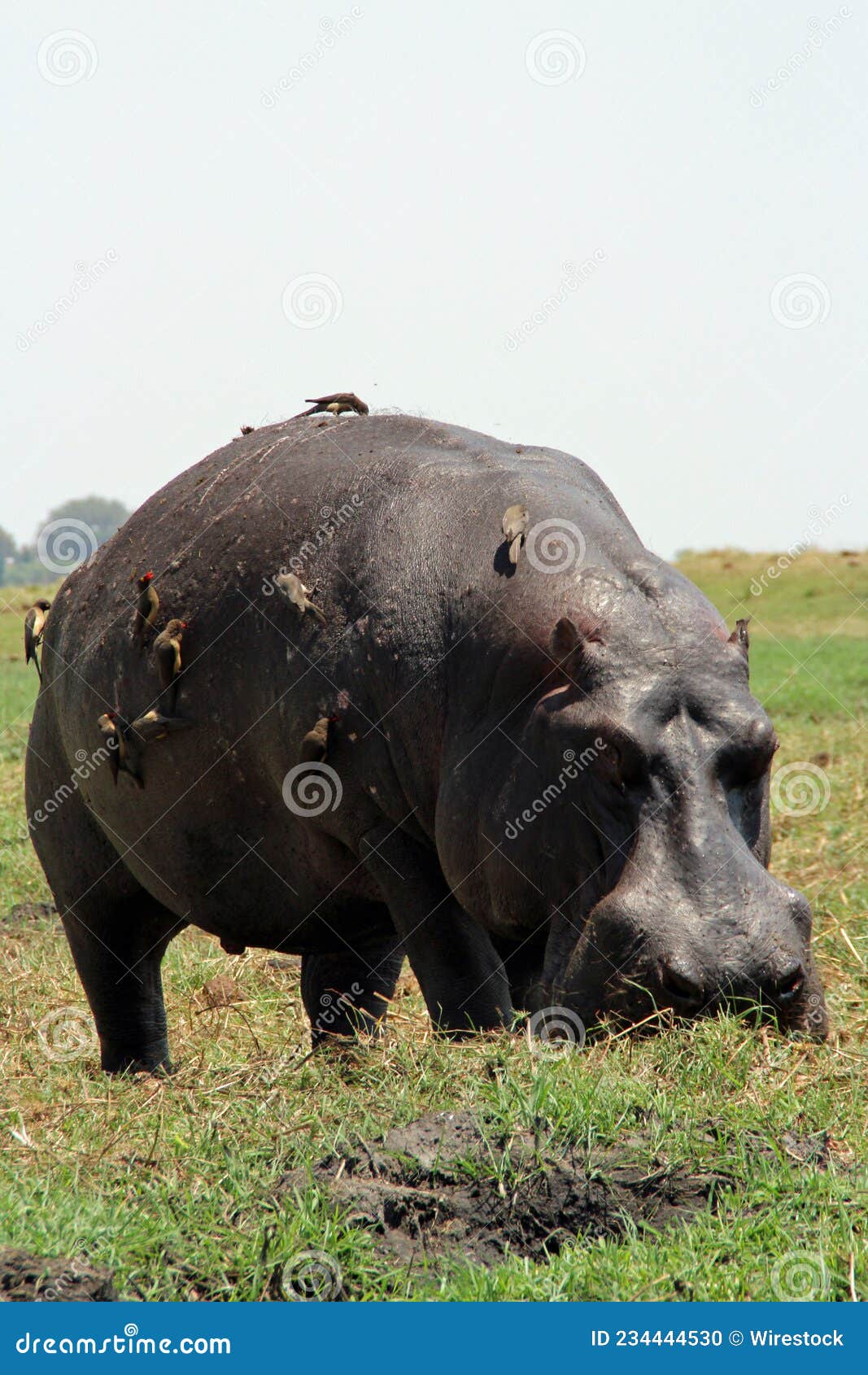 Selective of a Huge Hippo in a Field Stock Photo - Image of protection ...