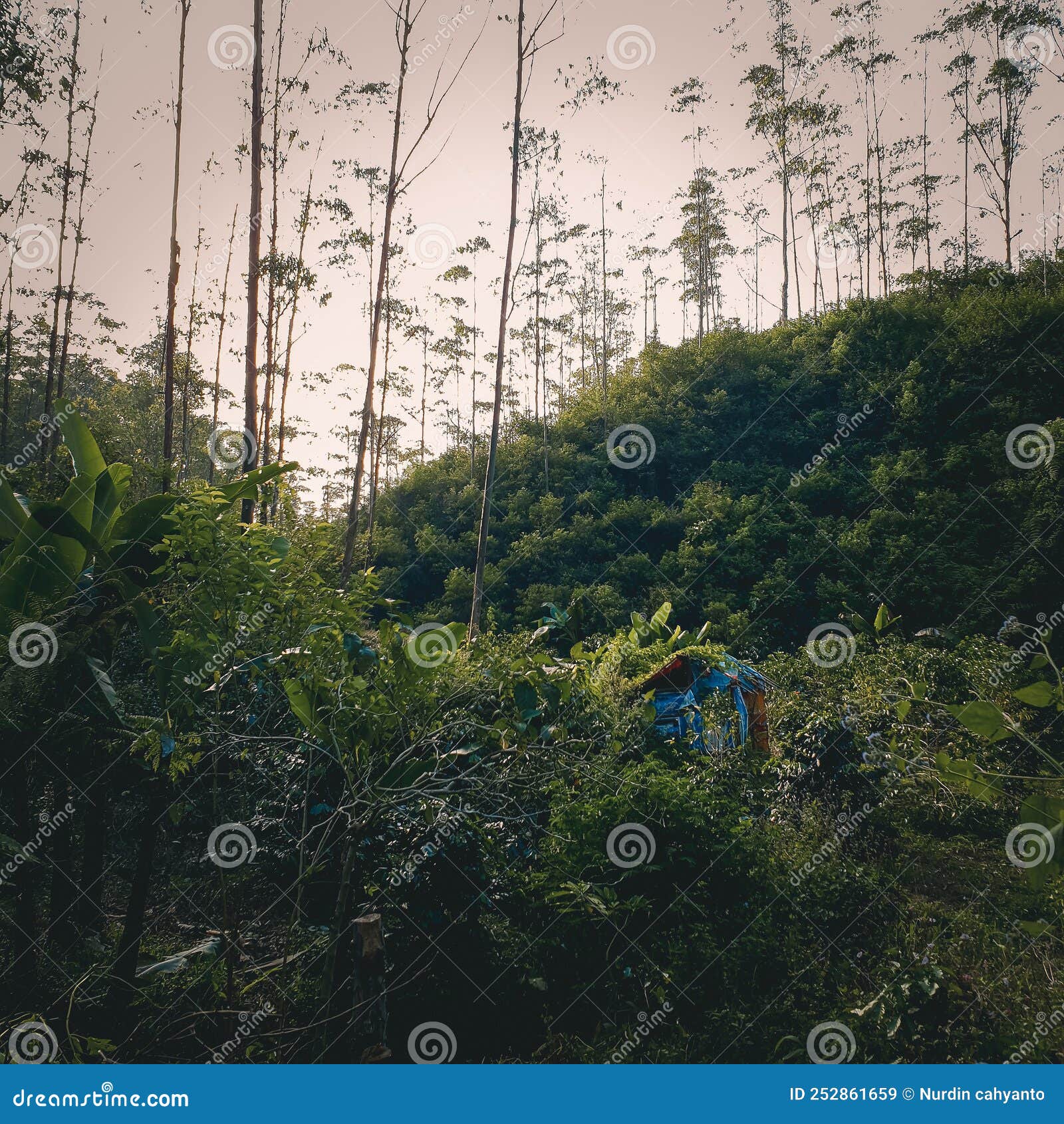 Selective Landscape Photo Focused on Eucalyptus Forest Stock Image ...