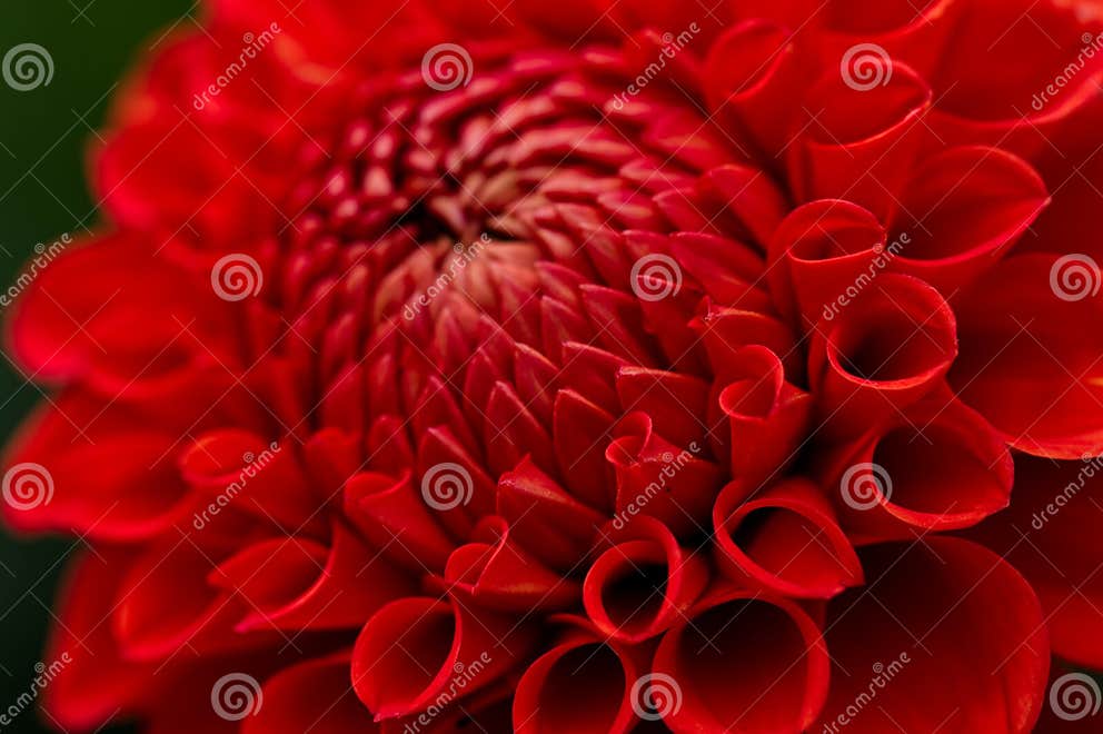 Selective of a Large Red Georgina Flower Stock Photo - Image of green ...