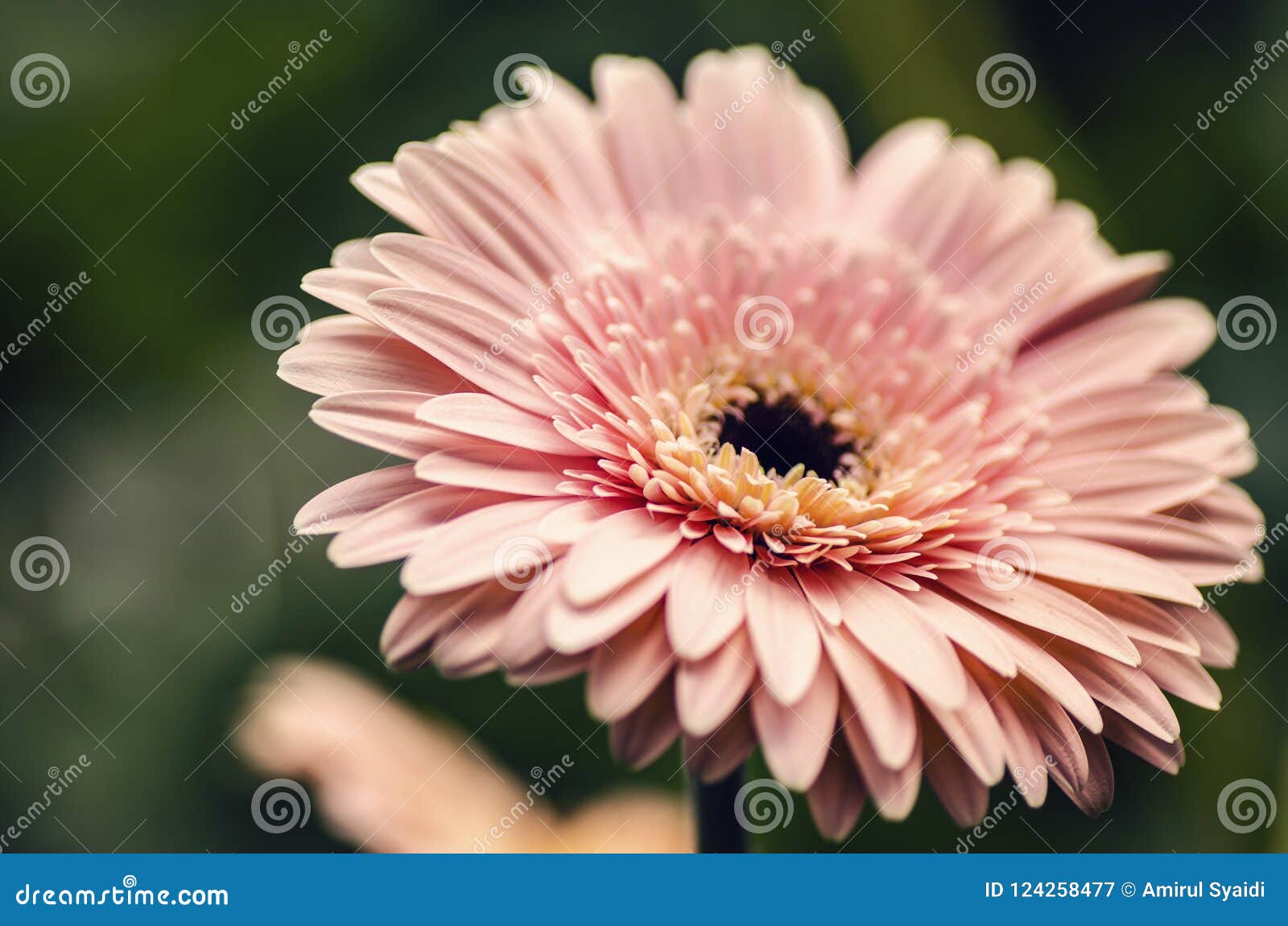 Blooming Gerbera Daisies Petal with Shallow Depth of Field Stock Image ...