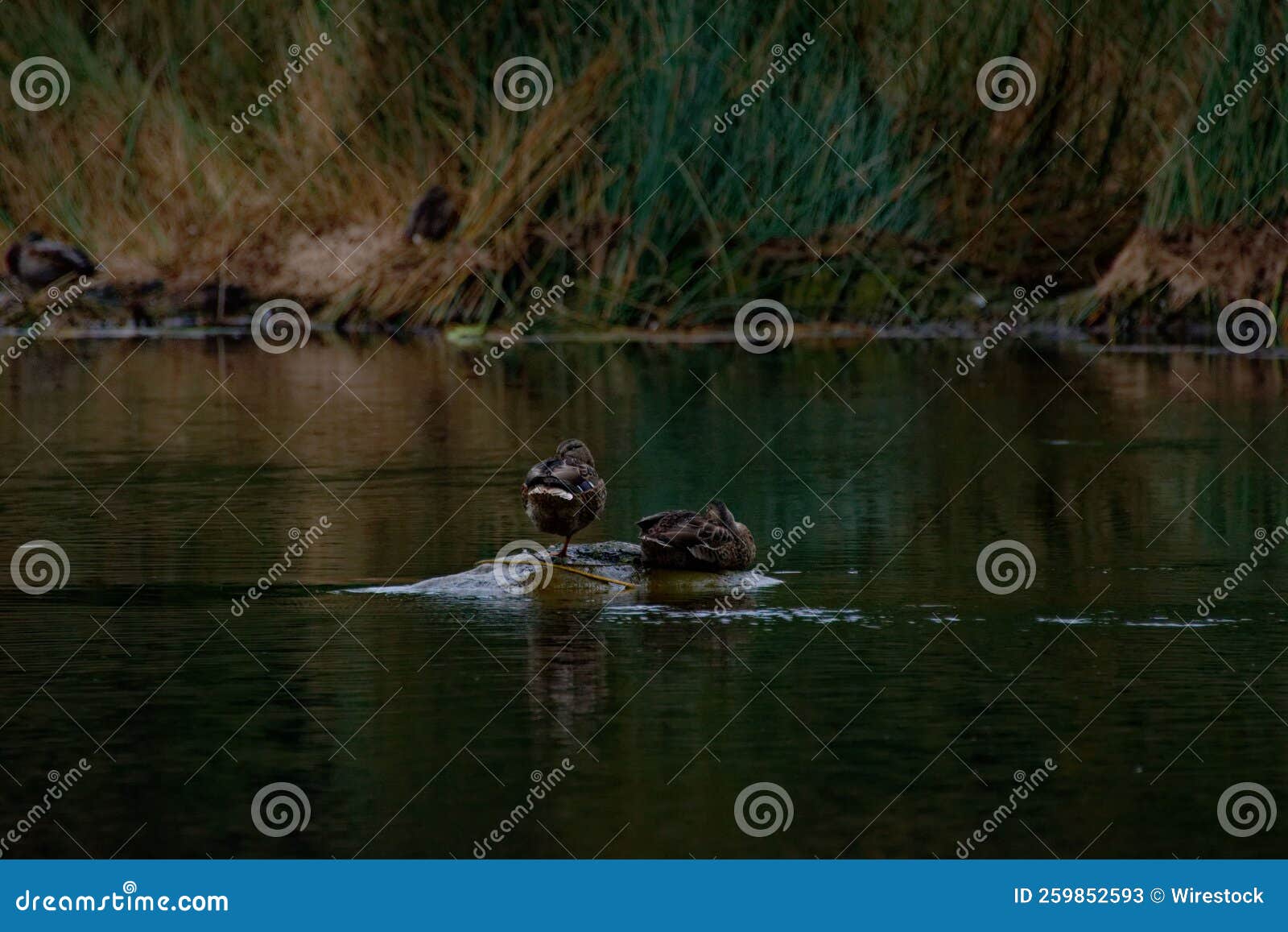Selective of Mallard Ducks on a Stone in a Lake Stock Image - Image of ...