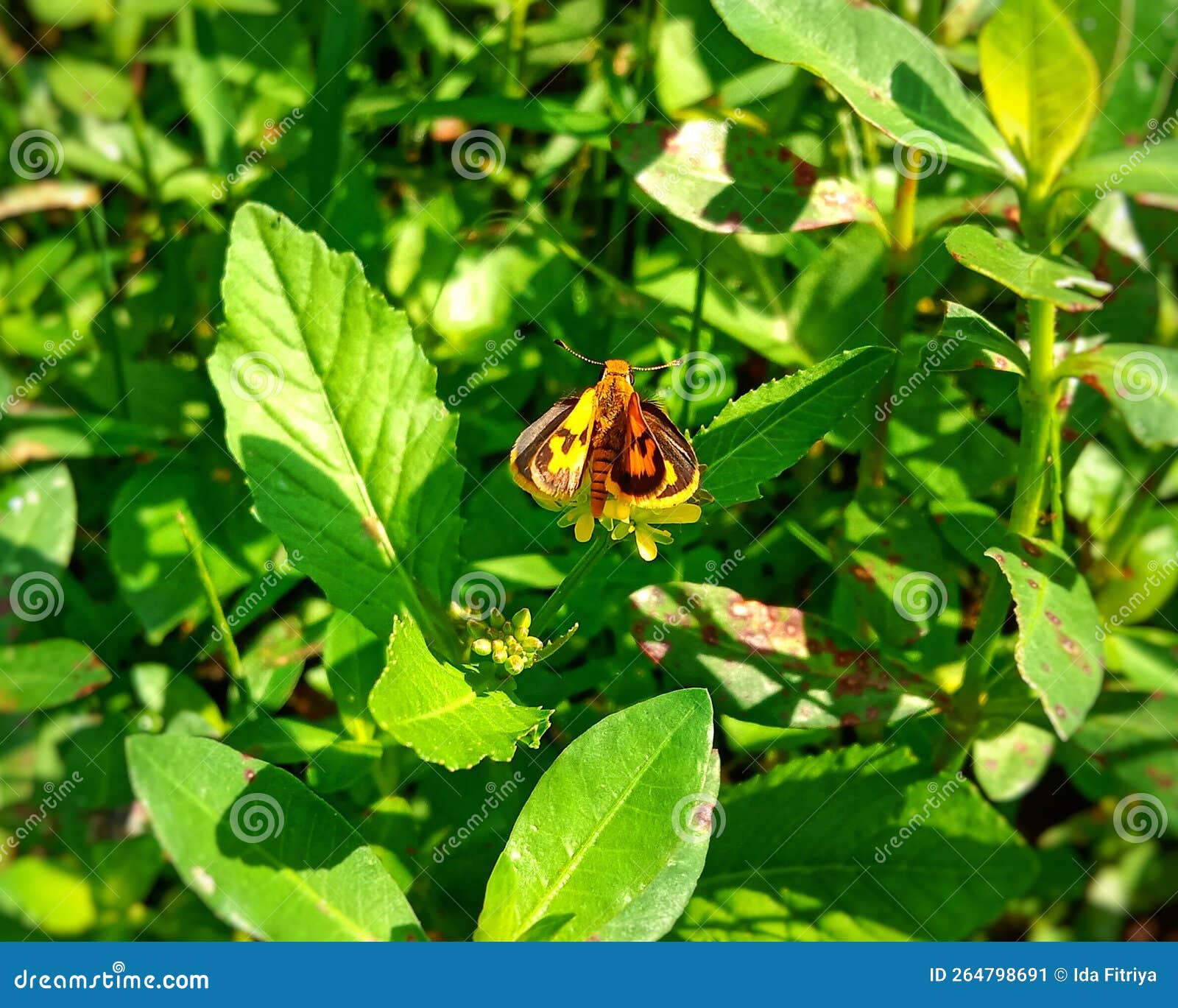 Selective Micro Focus Small Butterfly Photography Stock Image - Image ...