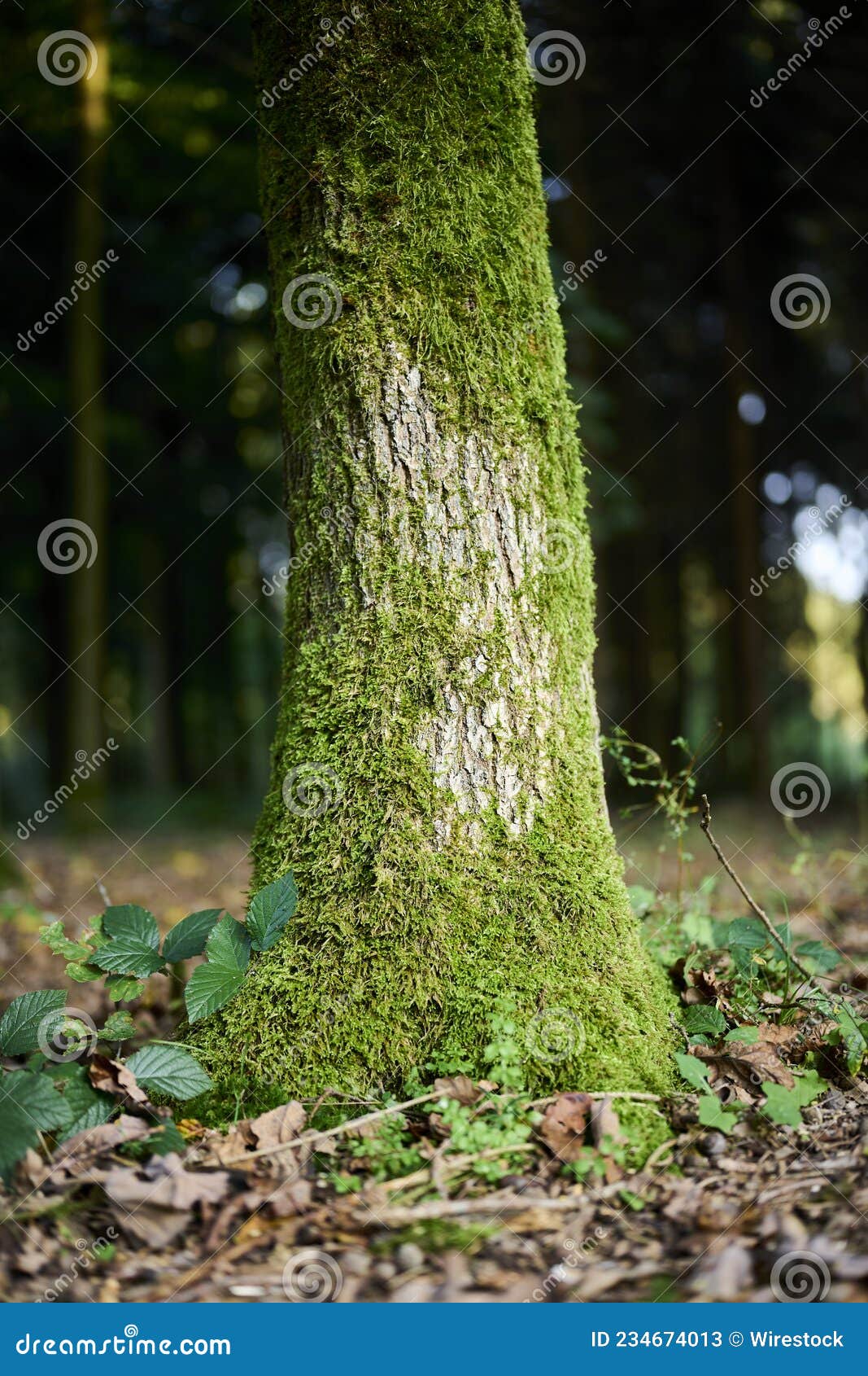 Selective of a Mossy Bark of a Tree Stock Image - Image of forest, skin ...