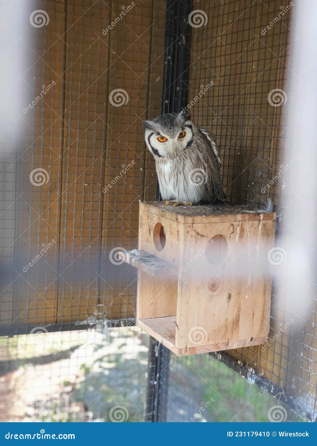 Selective of a Northern White-Faced Owl in a Cage in the Zoo Stock ...