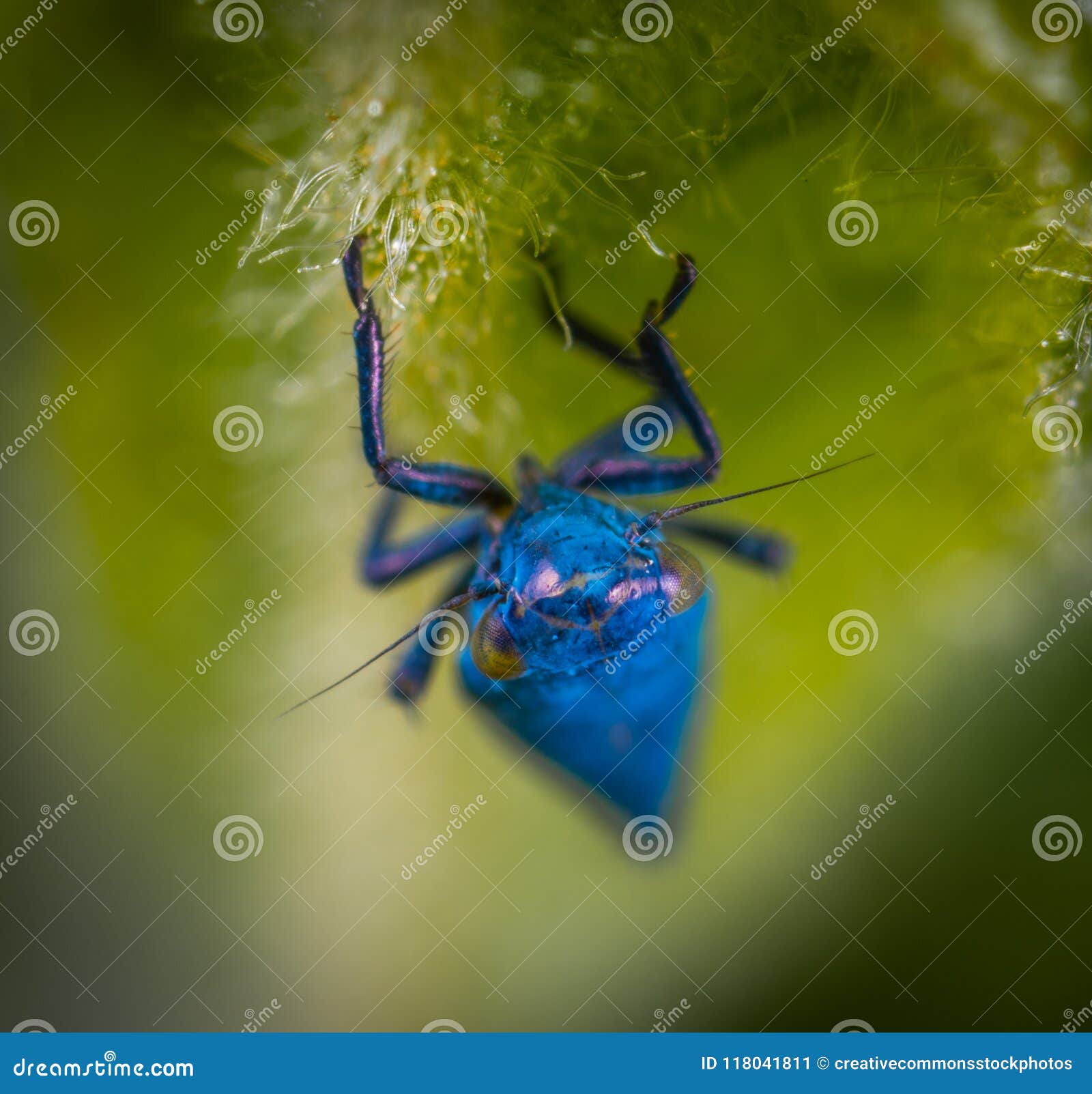 Selective Photograph Of Blue Spider Picture. Image: 118041811