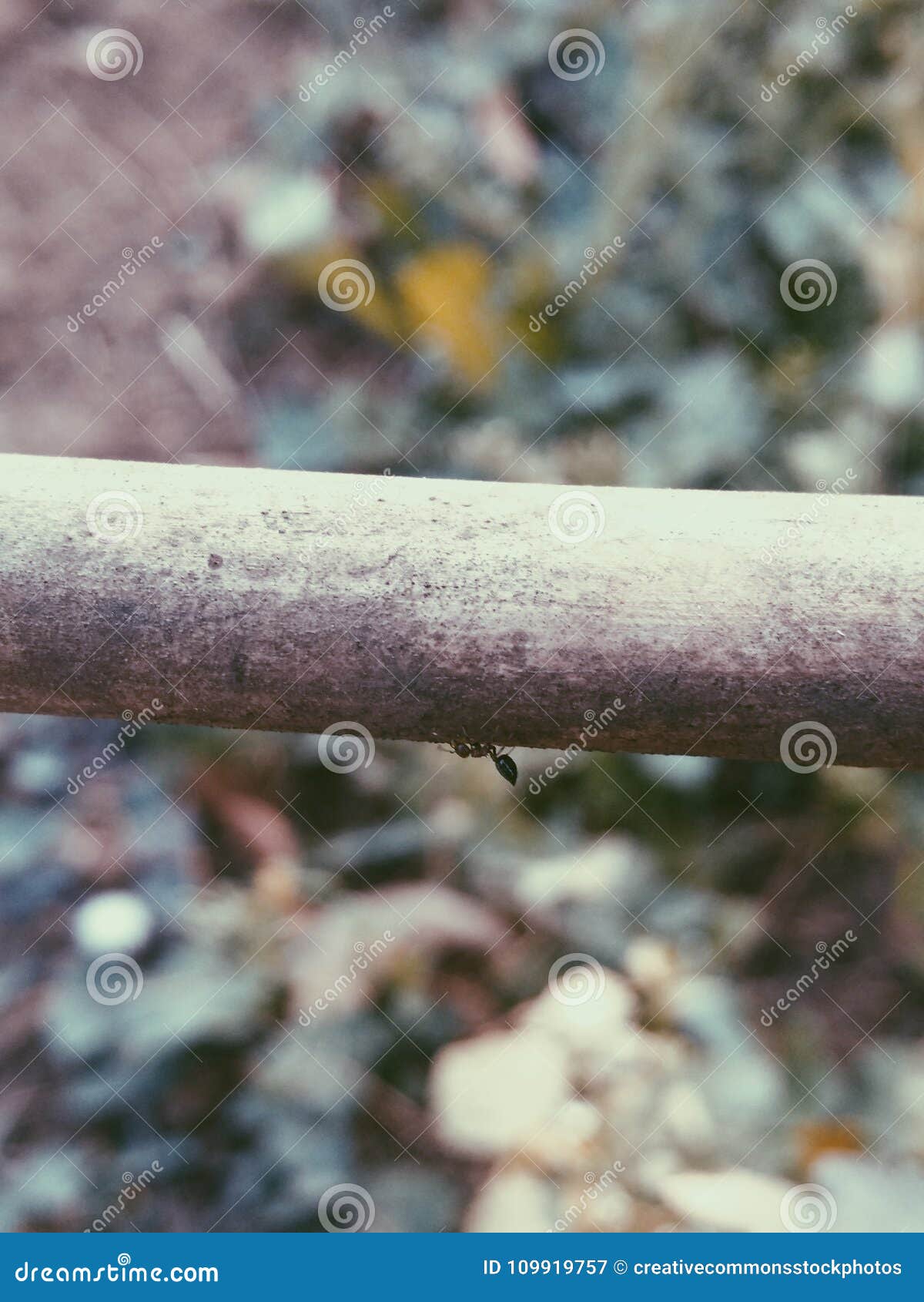 Selective Photography Of Ant On Gray Pipe Picture. Image: 109919757