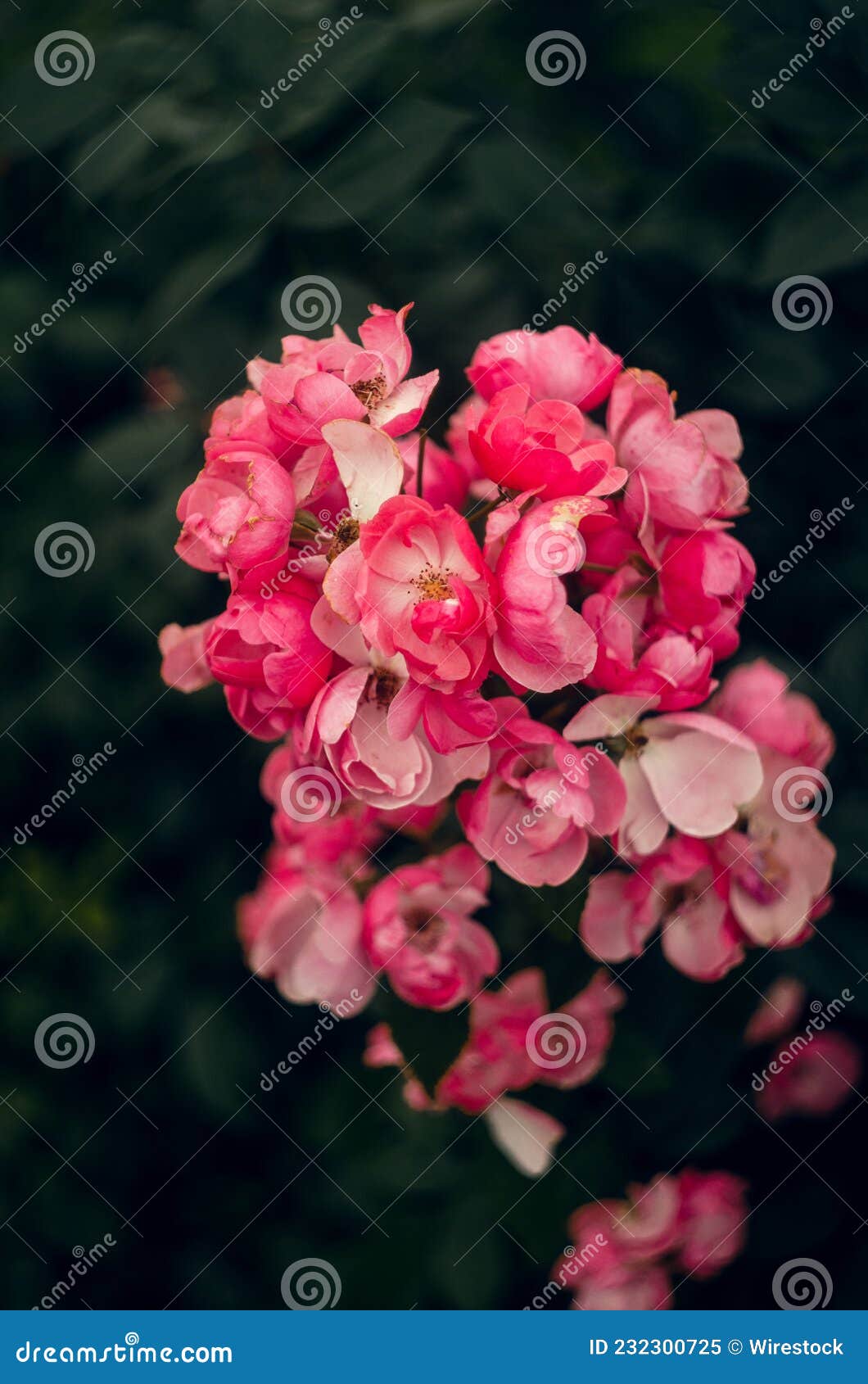 Selective of Pink Small Roses on the Bush in the Garden Stock Image ...