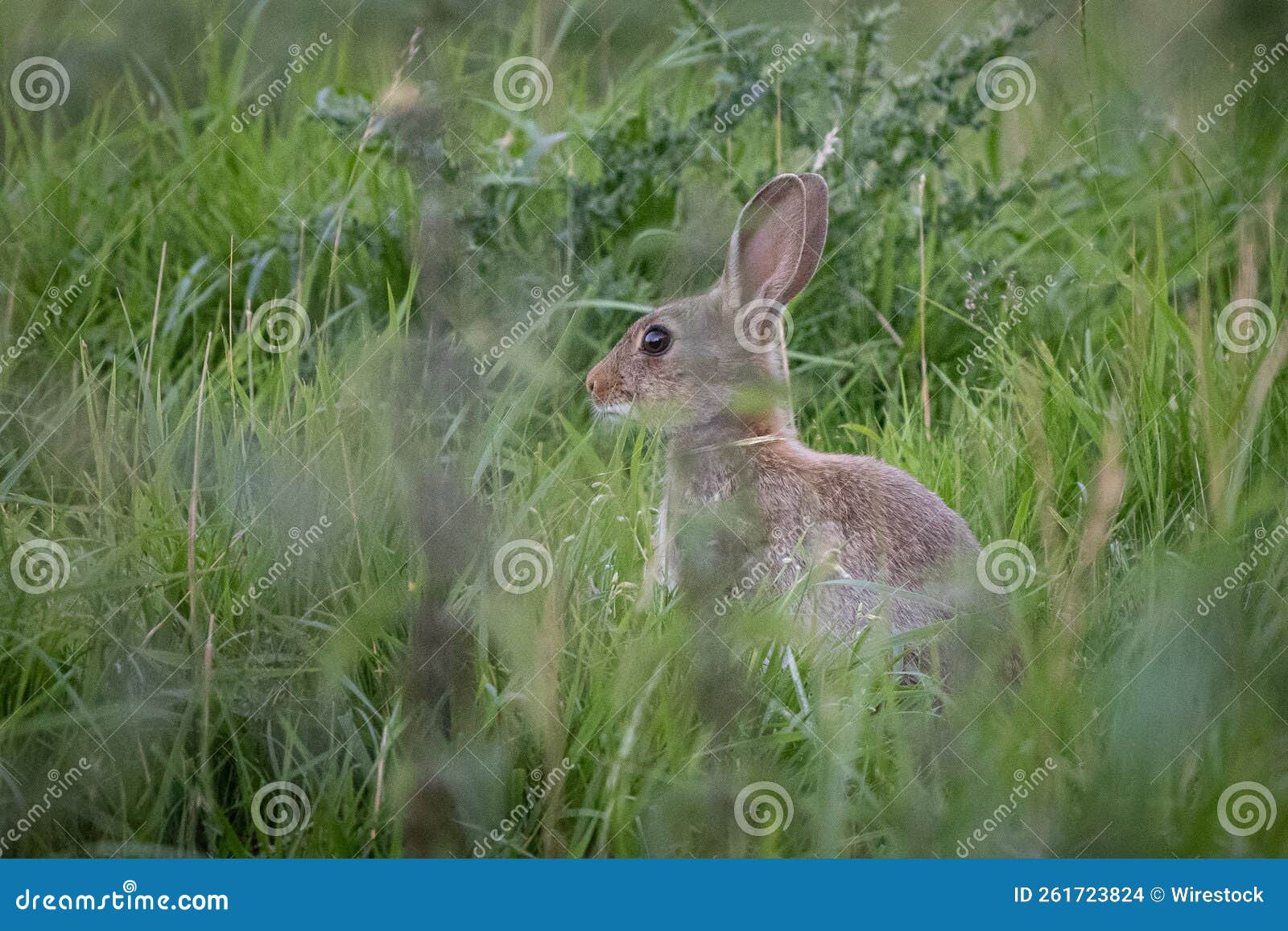 Selective of a Rabbit in Greenery Stock Photo - Image of small, forest ...