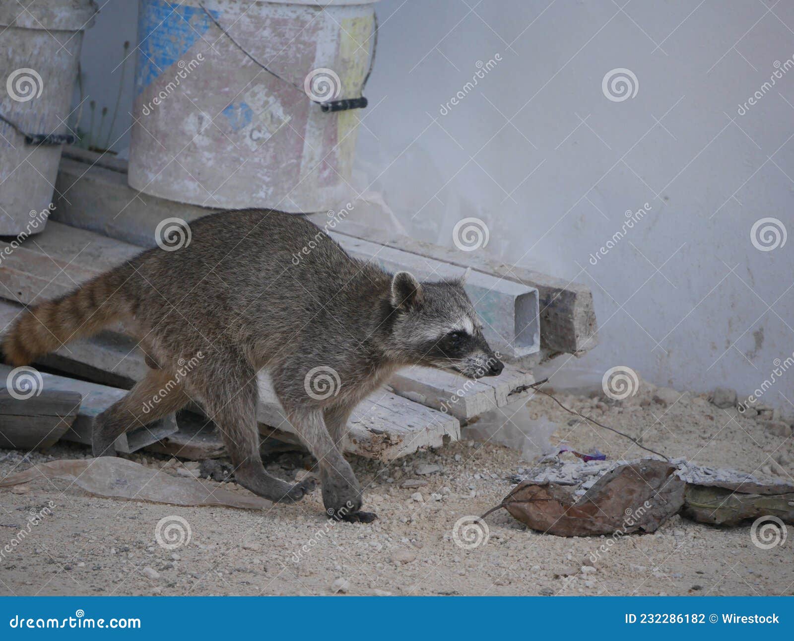 Selective of a Raccoon in a Construction Site Stock Photo - Image of ...
