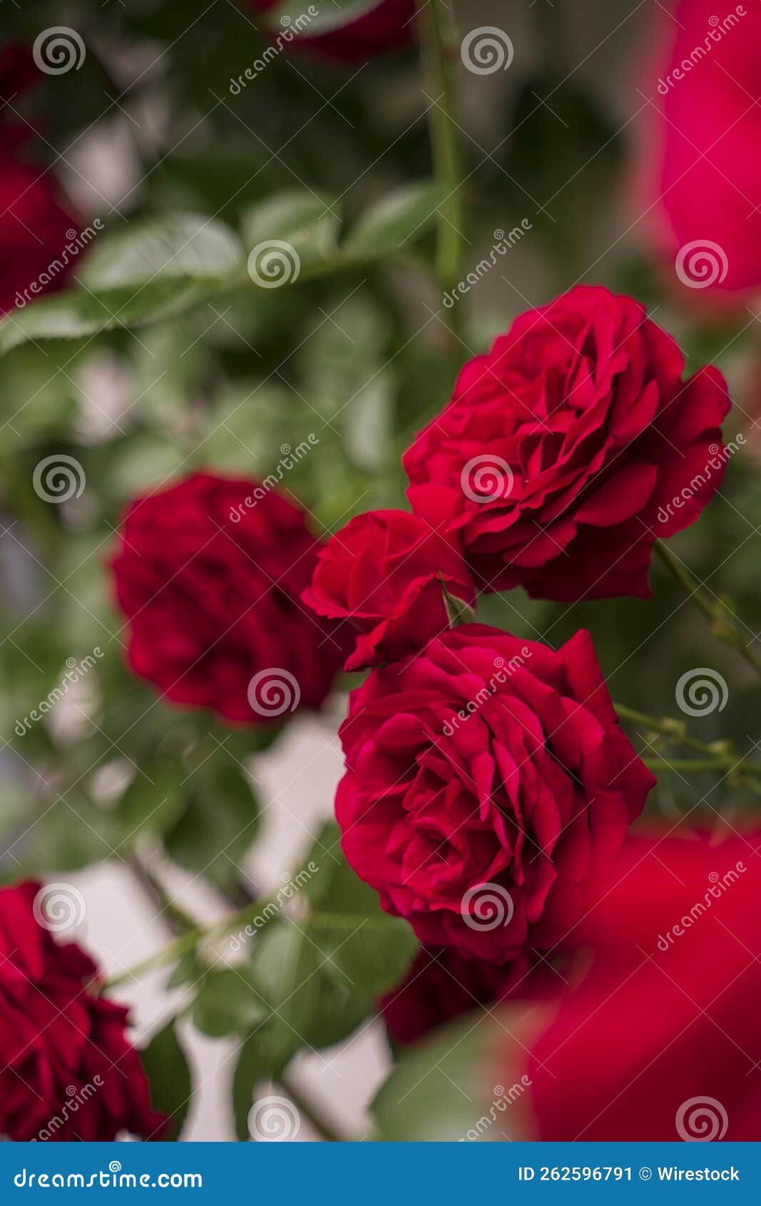 Selective of Red Elegant Rose Bush Stock Image - Image of bush ...