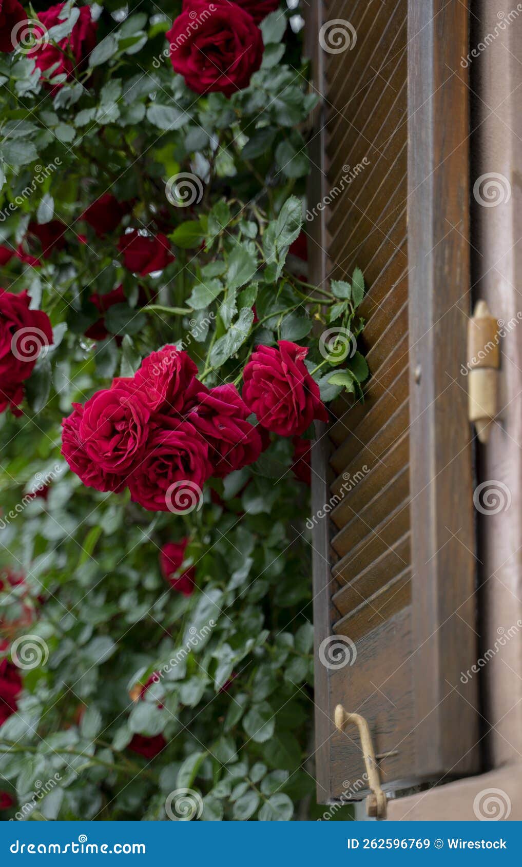 Selective of Red Elegant Rose Bush on the Wall Stock Image - Image of ...