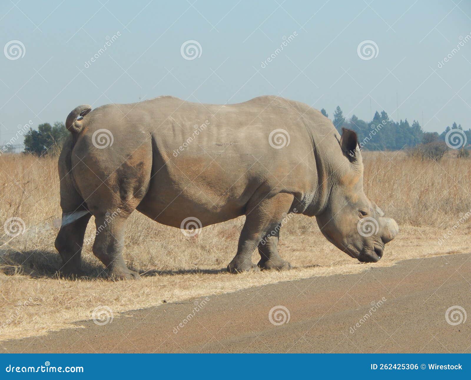 Selective of a Rhino in a Dry Field on a Sunny Morning Stock Photo ...