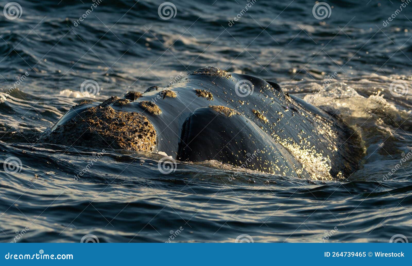 Selective of a Sea Creature Back in the Water Stock Image - Image of ...