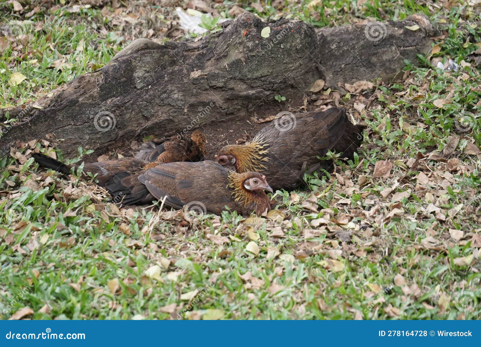 A Selective Shot of a Brood of Hens Lying on the Grass Stock Photo ...