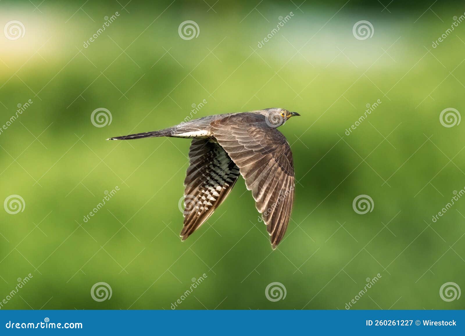 Selective Shot of Common Cuckoo (Cuculus Canorus) Known As a Lazy Bird ...