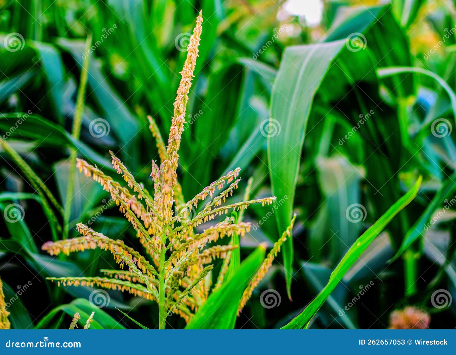Selective Shot of a Corn Flowering Stage in a Field Stock Image - Image ...