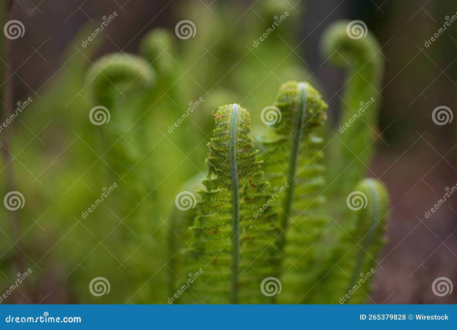 Selective Shot of Ferns (Polypodiophyta), in a Green Garden Stock Photo ...