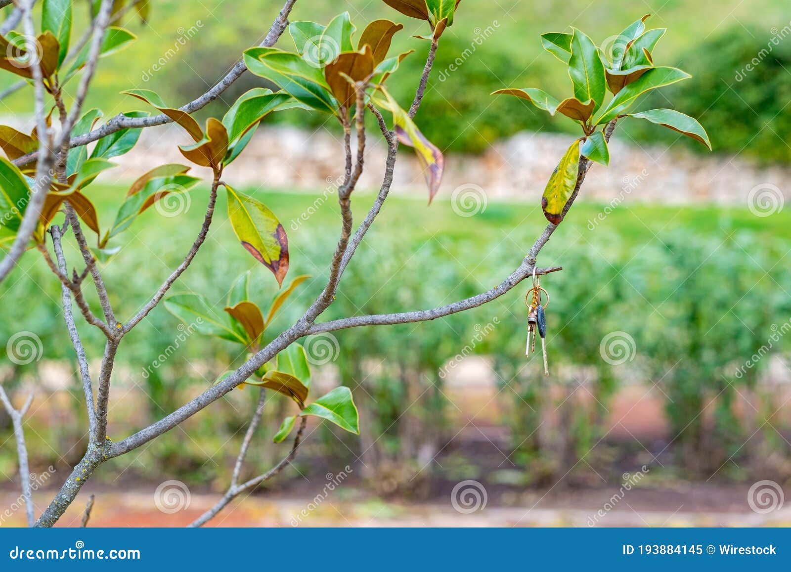 Selective Shot of the Keys Hanging on the Branches of a Small Tree ...