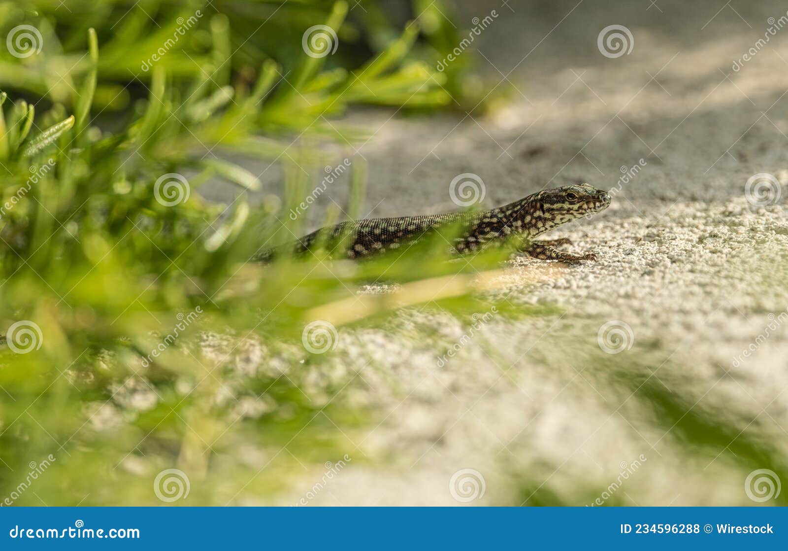 Selective Shot of Lizard Crawling on the Ground Stock Photo - Image of ...