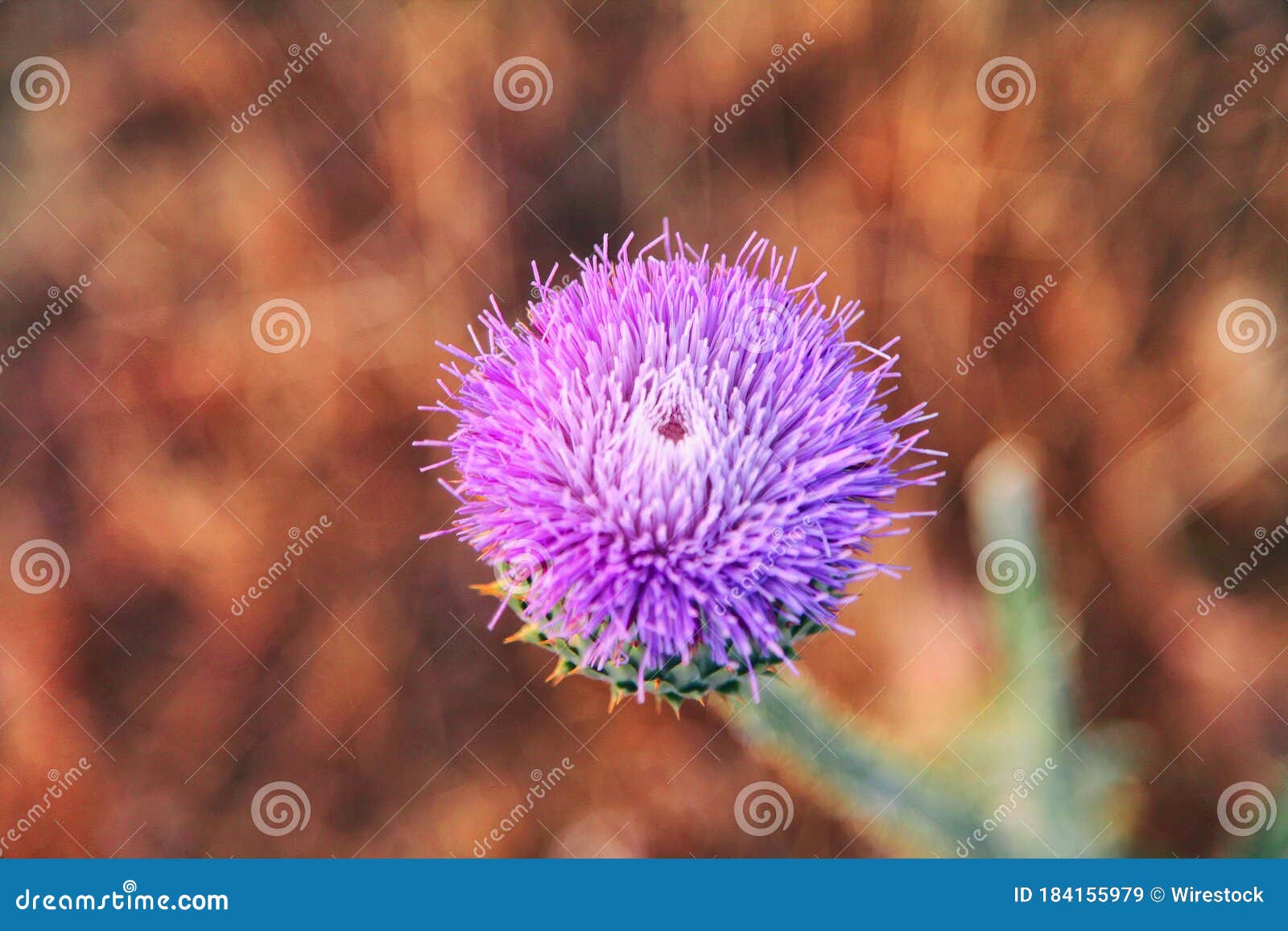 Selective Shot of the Purple Spear Thistle Stock Image - Image of ...