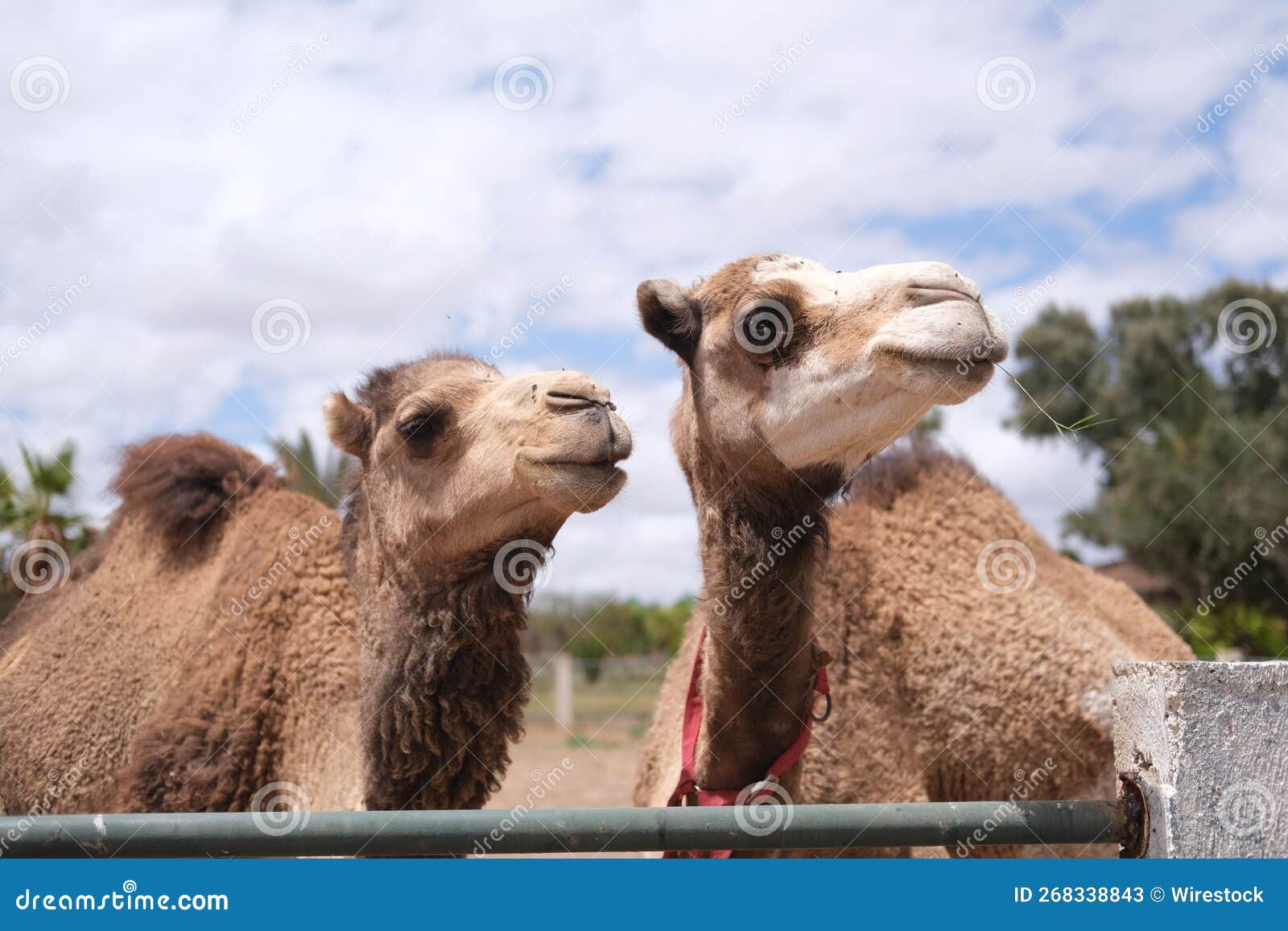 Selective Shot of Two Camels (Camelus) Beyond the Fences, Looking ...