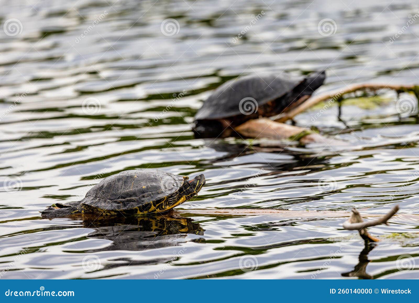 Selective Shot of Two Small Turtles Resting on the Branches in the Water Stock Photo - Image of ...