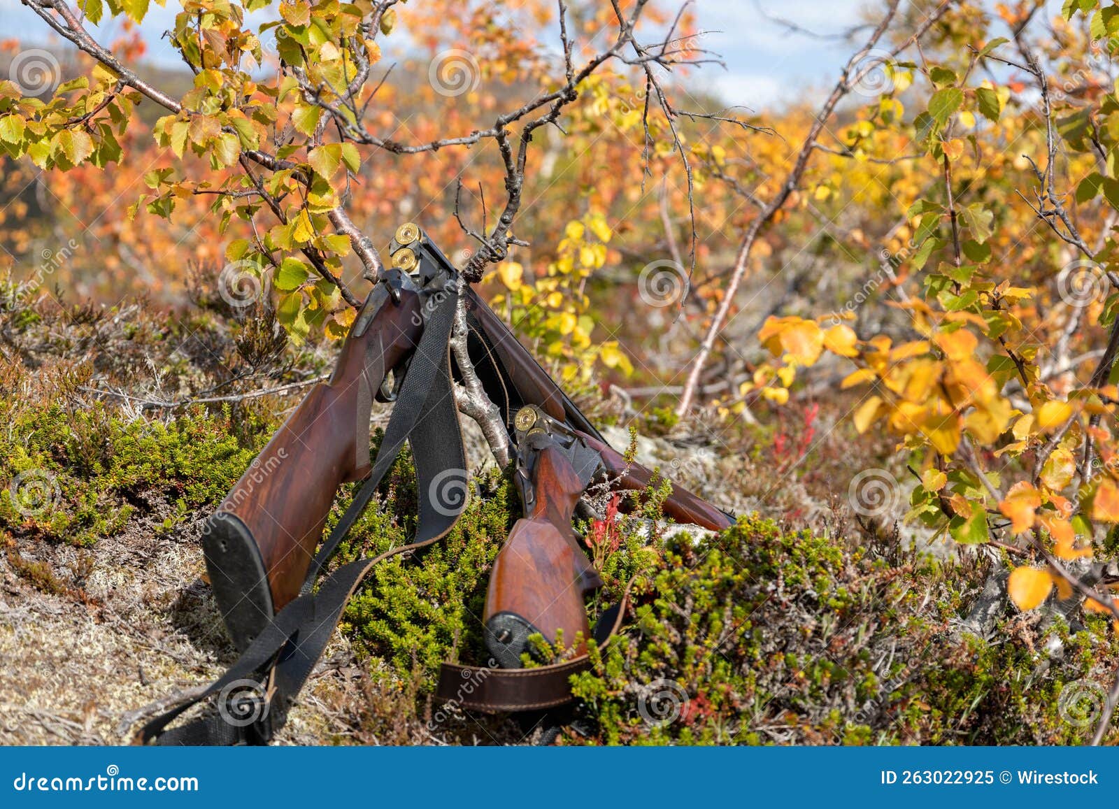 Selective of Shotgun for Hunting in Yellow Branches Stock Image - Image ...