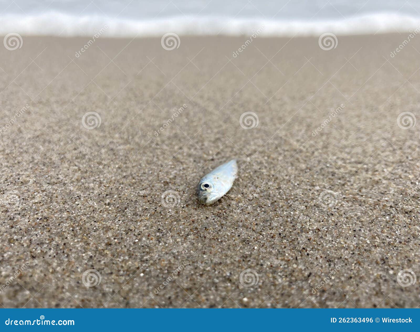 Selective of a Small Young Mackerel Fish Washed Ashore on Beach Stock ...