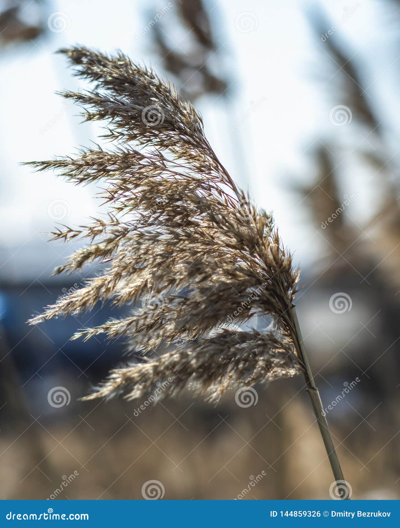 Selective Soft Focus of Dry Grass, Reed, Stalks, in the Wind by the ...