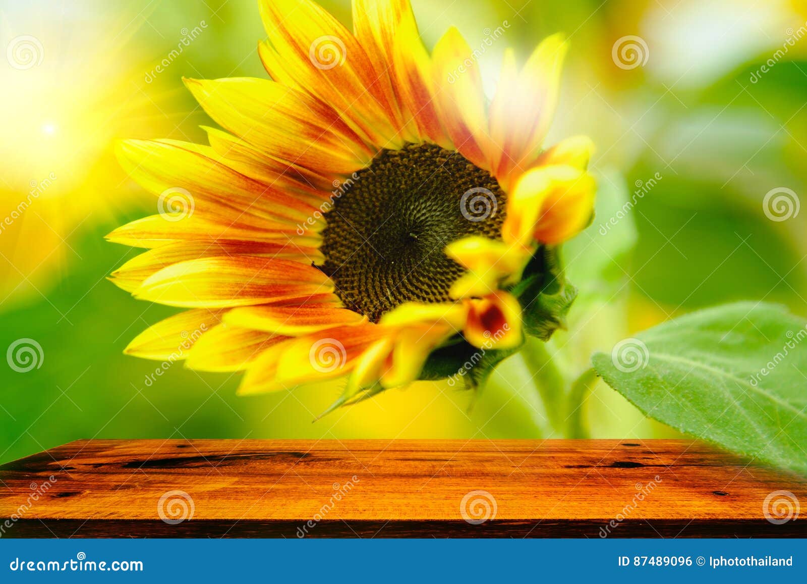 Selective and Soft Focus. Red Sunflowers Field with Sun Rise Flare ...