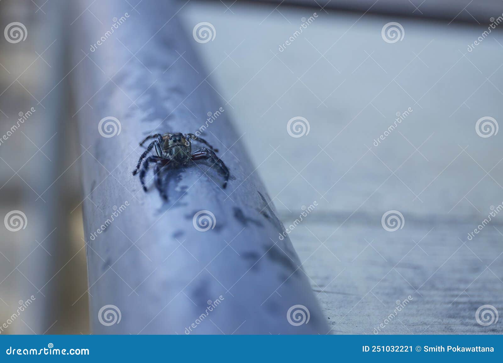 Selective Focus of Spider on Metal Tube Stock Image - Image of design ...