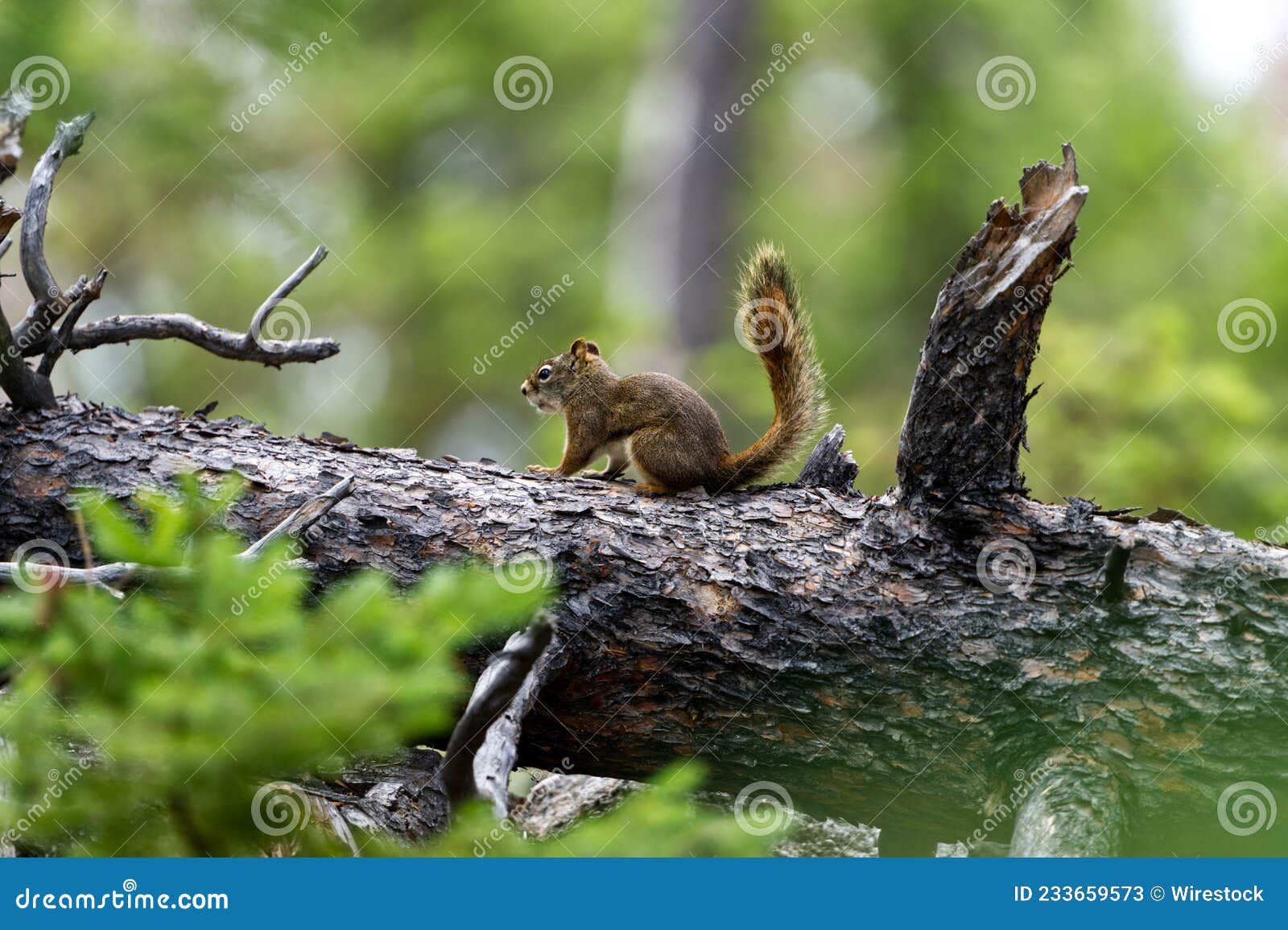 Selective of a Squirrel on a Log Stock Image - Image of mammal, autumn ...