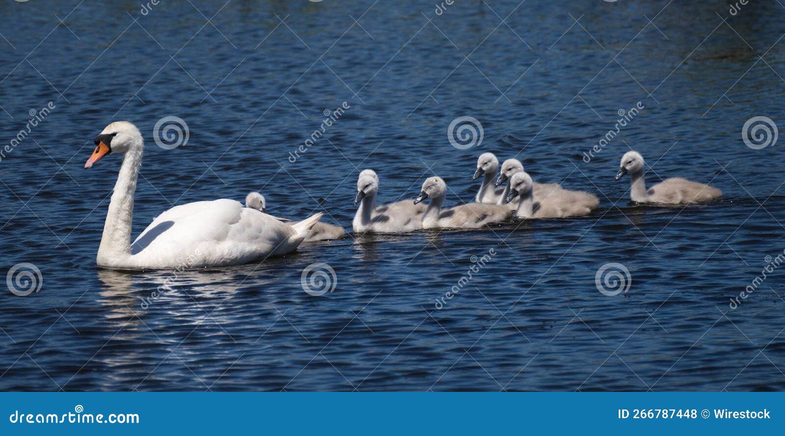 Selective of Swan Cygnets Following the Swan in a Lake Stock Photo ...