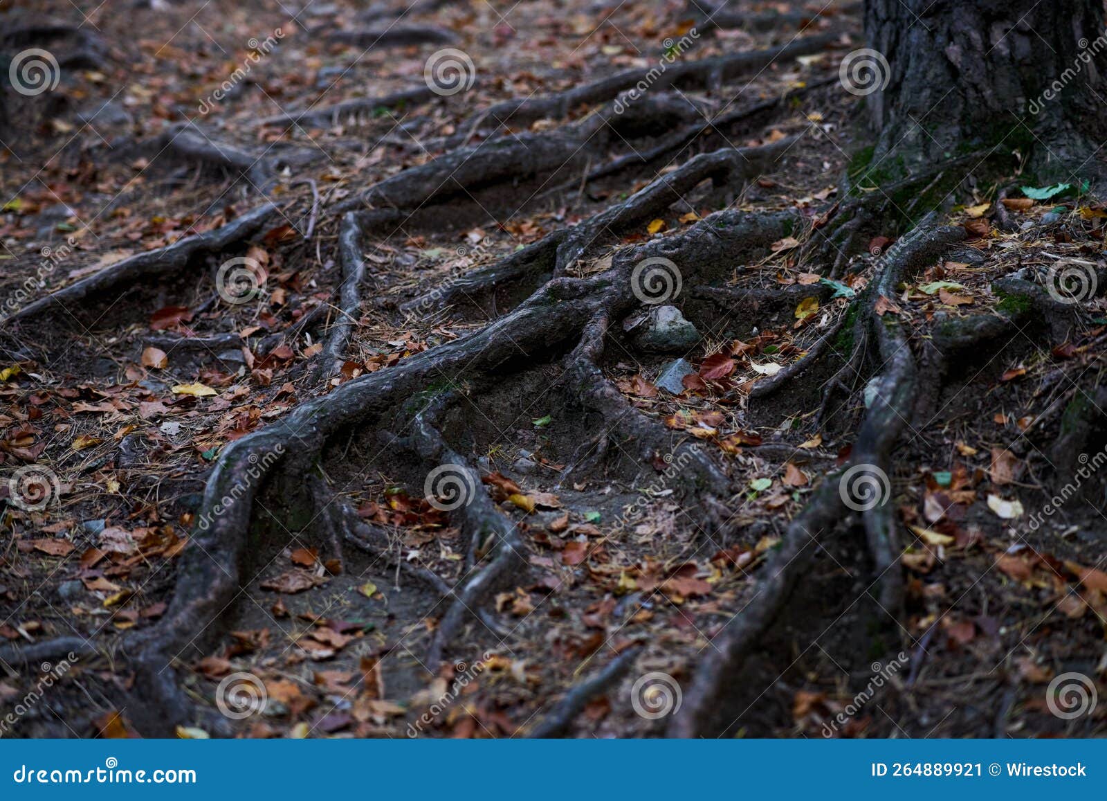 Selective of Tree Roots in a Forest Stock Image - Image of nature ...