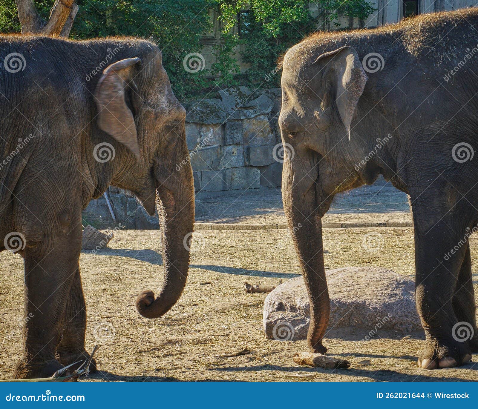 Selective of Two Friendly Elephants in a Zoo Stock Photo - Image of ...