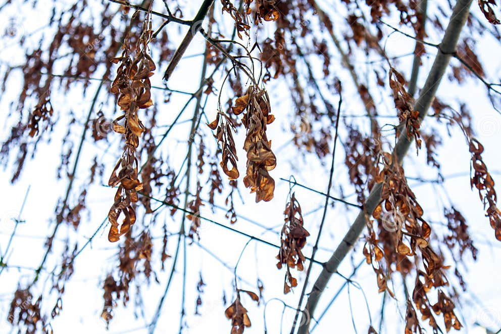 Selective View of Dry Leaves and Tree Branches Hanging Down in Front of ...