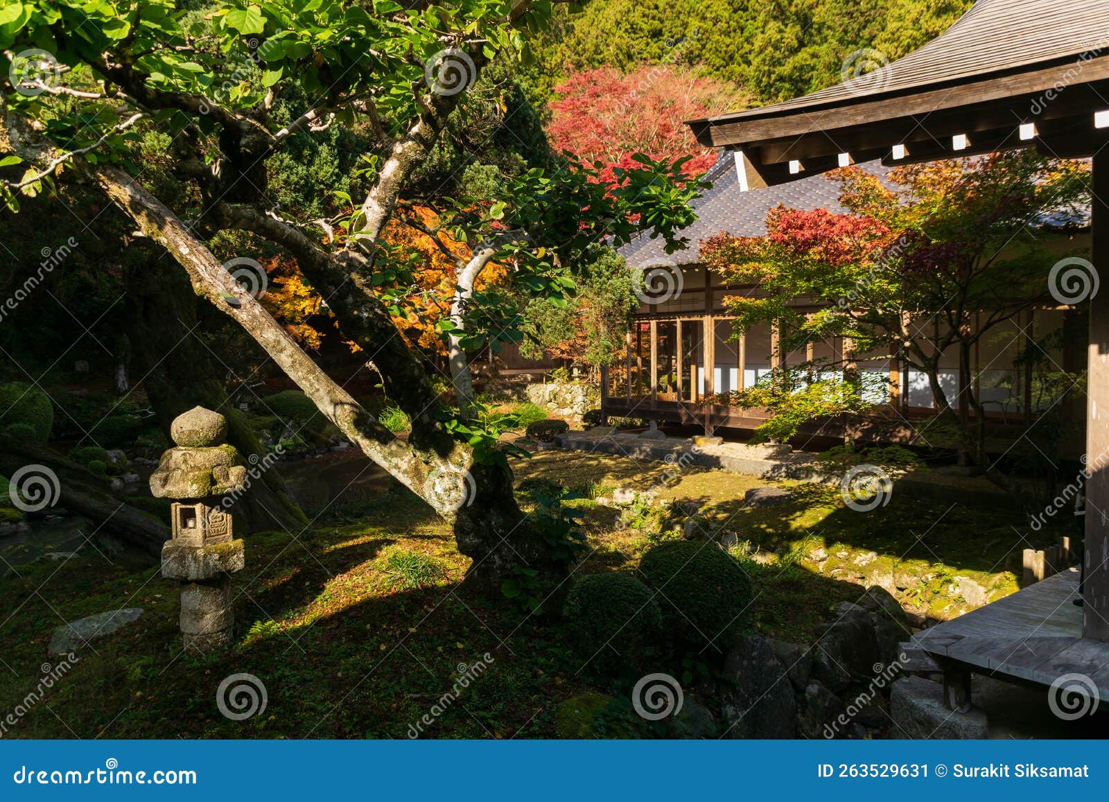 Selective View of Grass with Sunray Shines and Background of Natural ...