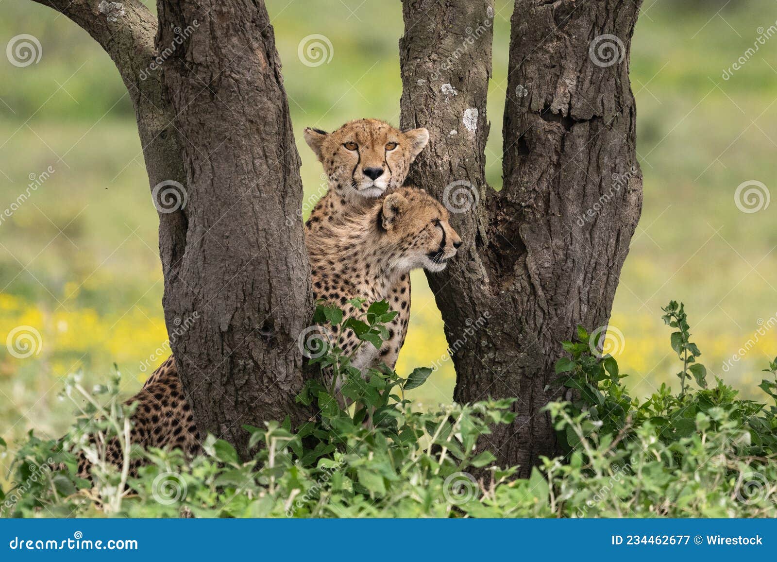 Selective of Young Leopards Under the Tree Stock Image - Image of ...