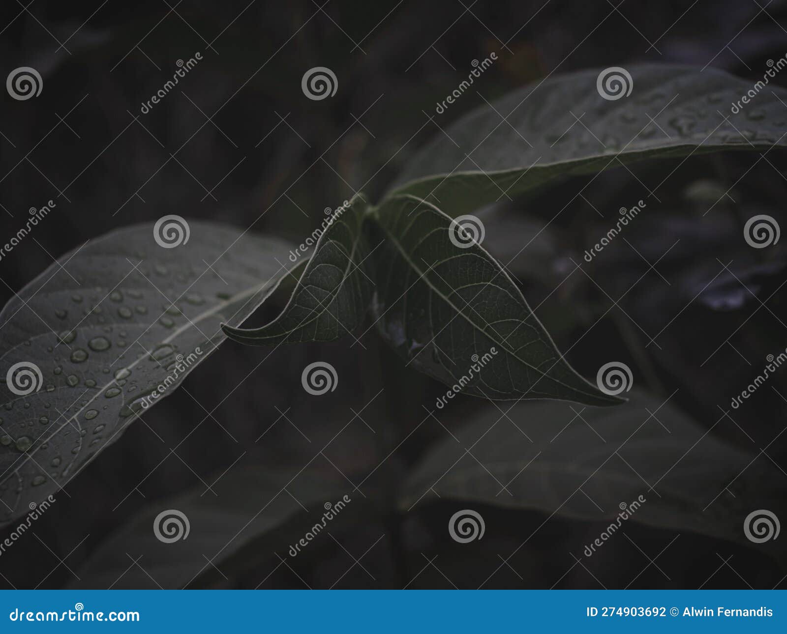 Closeup of the Emerging Leafs of a Plant Stock Photo - Image of stem ...