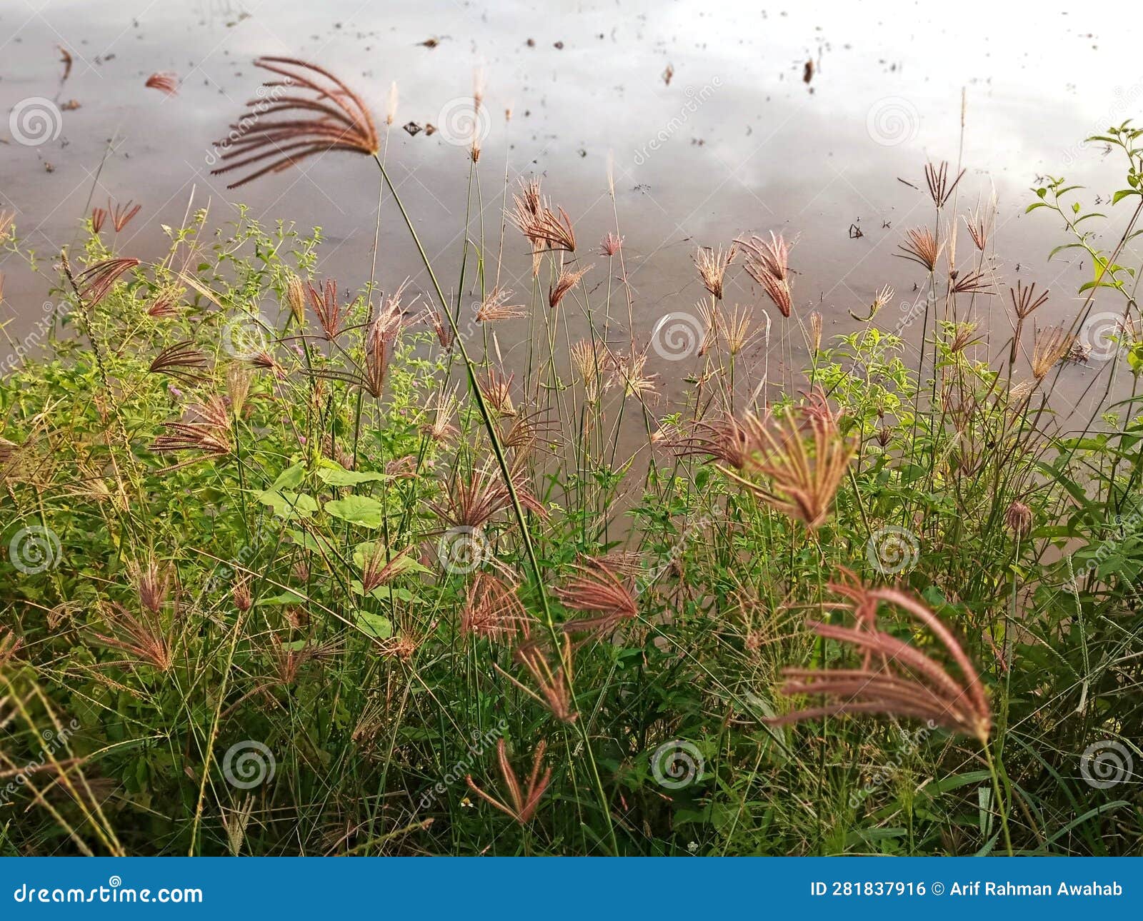 Selectivr Focus of Chloris Virgata or Purpletop Rhode Grass, Suitable ...