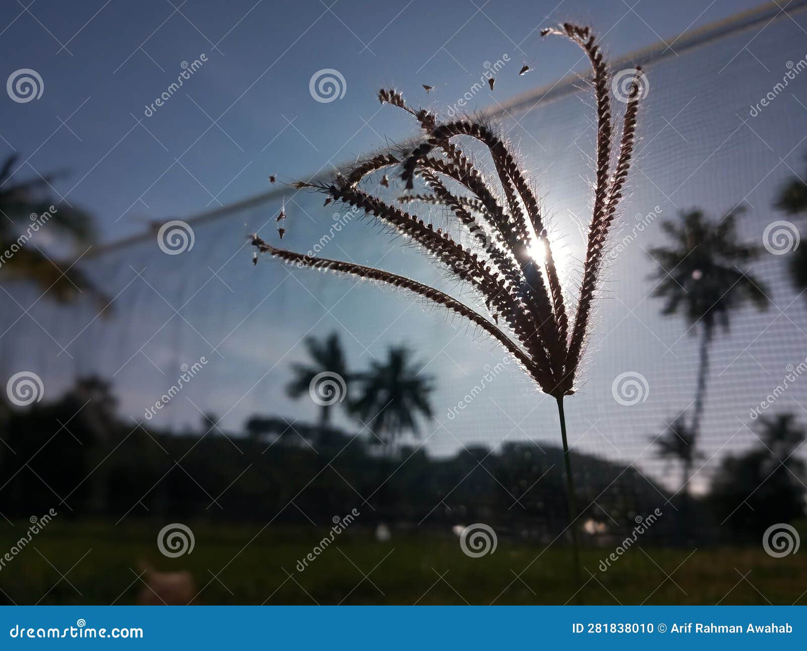 Selectivr Focus of Chloris Virgata or Purpletop Rhode Grass, Suitable ...