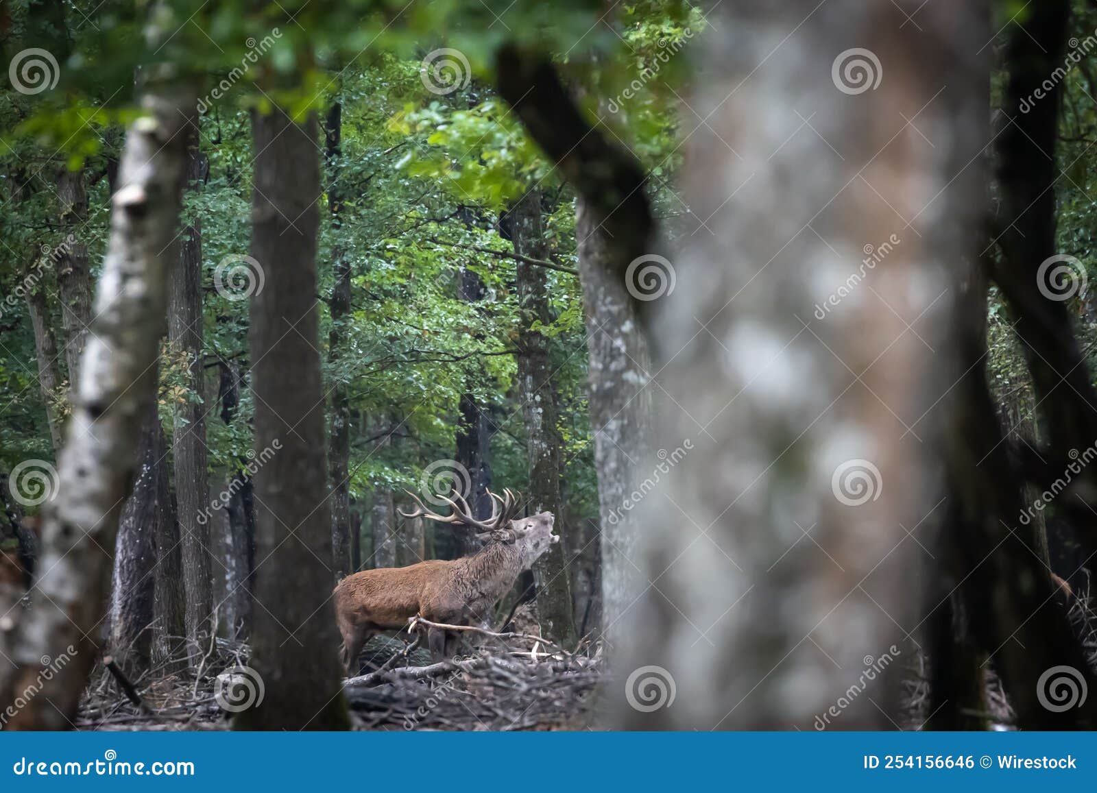 Selectove Focus Shot of a Deer in a Forest on a Sunny Day Stock Photo ...