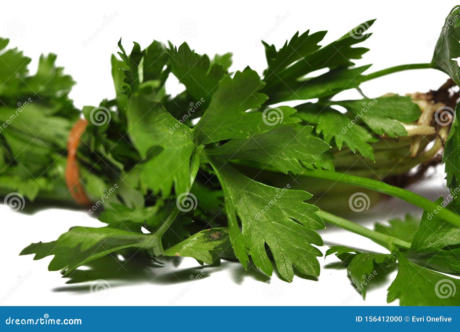 Seledri or Green Celery Isolated on White Background Stock Photo ...