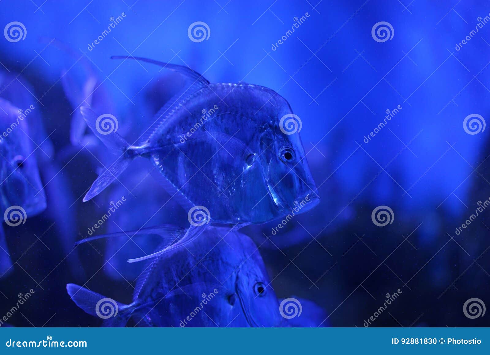 Selena Vomer Fish in Aquarium Stock Photo - Image of colorful, cute ...