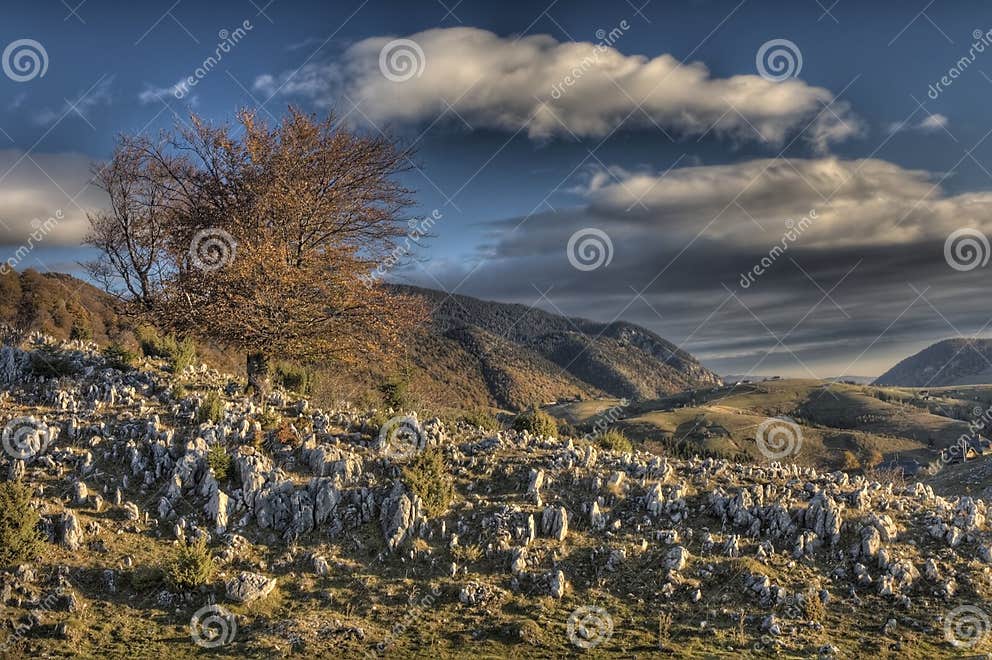 Selenar Tree stock photo. Image of silence, travel, nature - 333384
