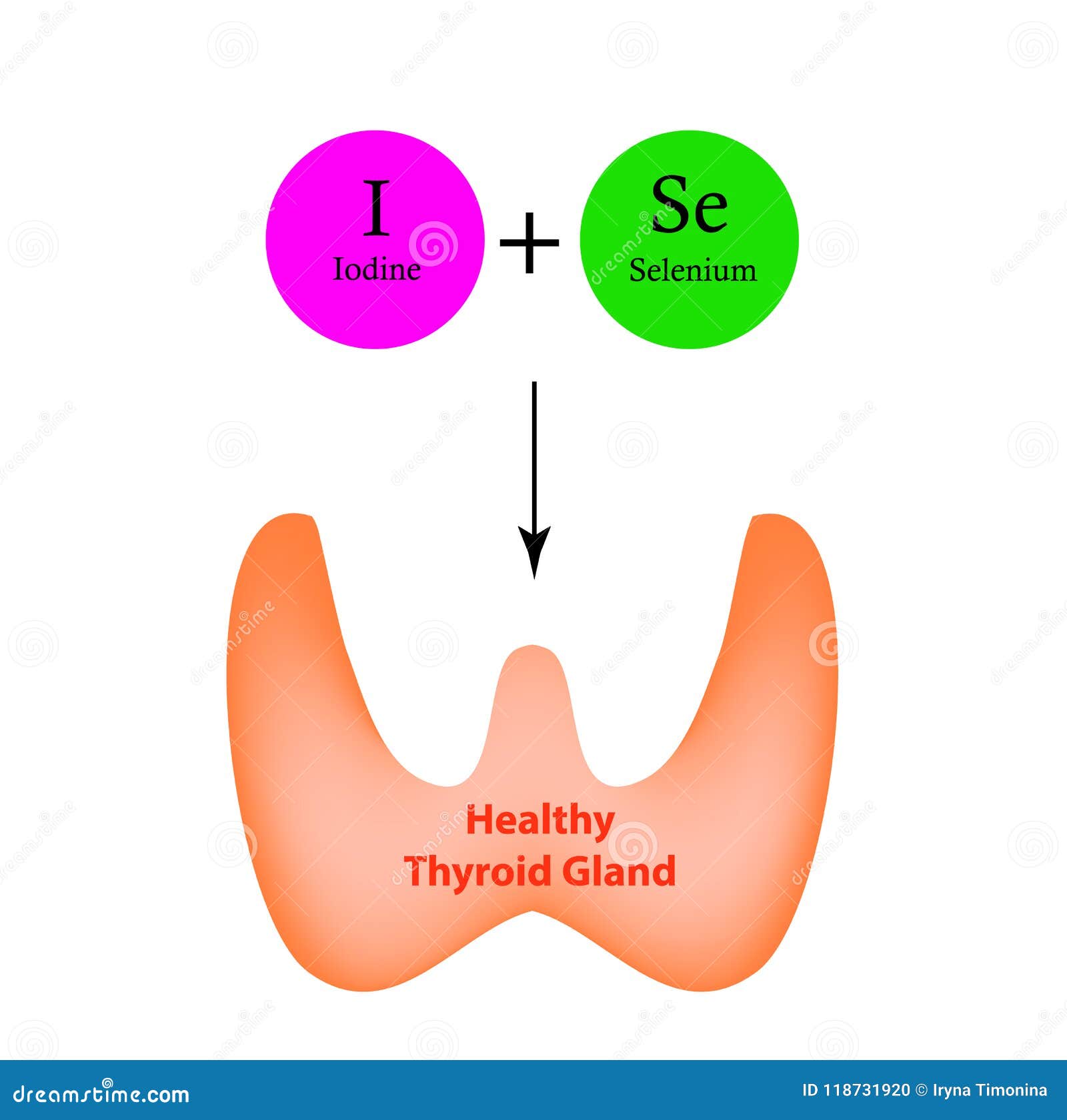 Selenium and Iodine are Necessary for the Normal Functioning of the ... Selenium and Iodine are Necessary for the Normal Functioning of the ...