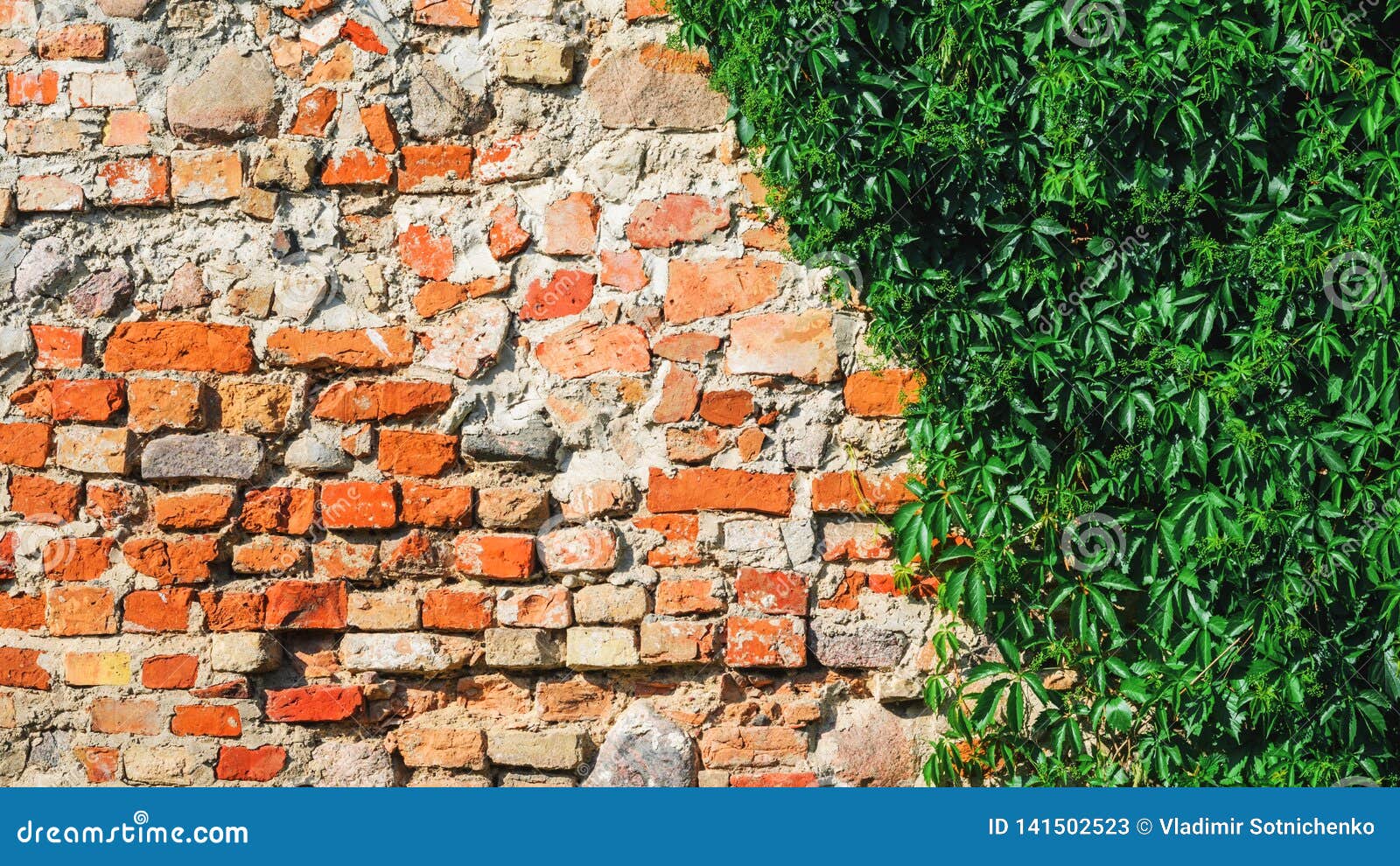 Self-clinging Vine Plants on Brick Wall Stock Image - Image of ancient ...